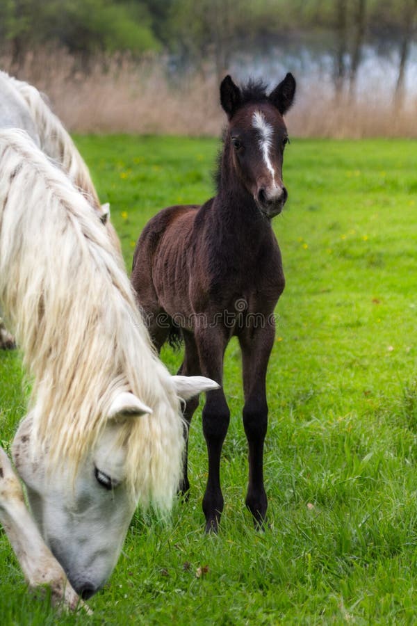 Puledro Neonato Del Camargue Fotografia Stock - Immagine di verde, nave ...