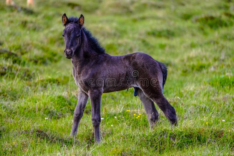 Puledro nero sul pascolo immagine stock. Immagine di bestiame - 96113943