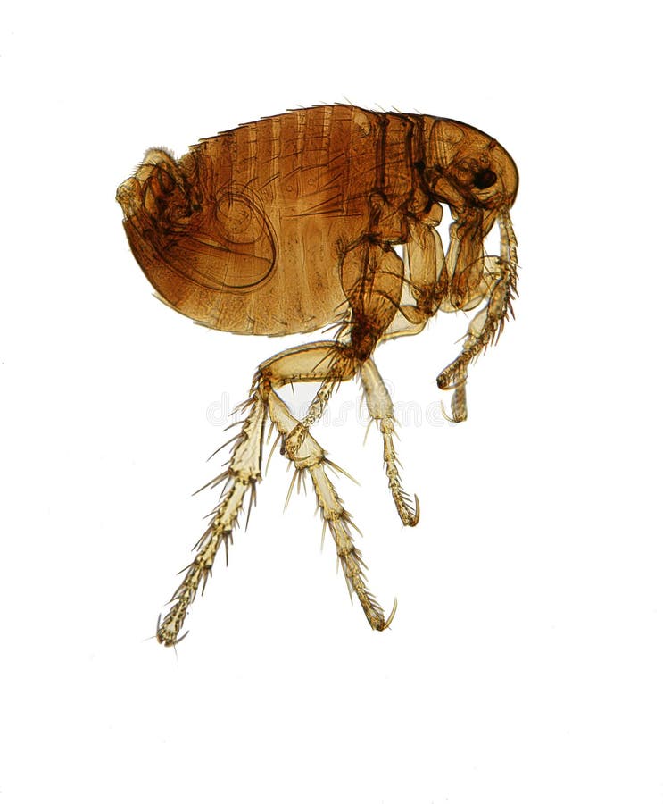 Pulga foto de archivo. Imagen de garras, insecto, infecte - 1674010