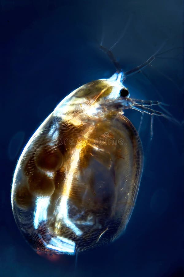 Pulga de agua, o Daphnia foto de archivo. Imagen de microscopio - 50676828