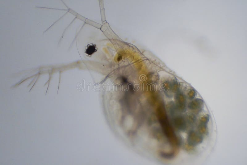 Pulga de agua, o Daphnia foto de archivo. Imagen de microscopio - 50676828