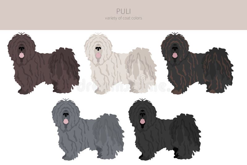 Puli Clipart. Different Poses, Coat Colors Set Stock Vector ...