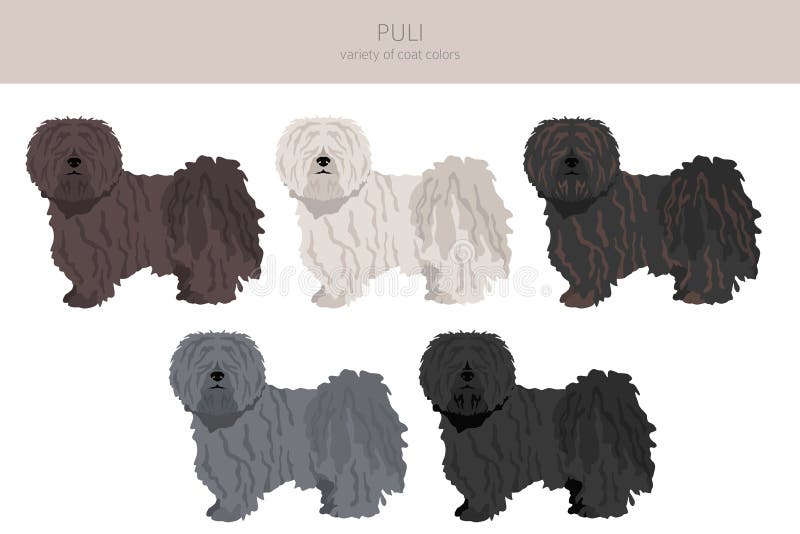 Puli Clipart. Different Poses, Coat Colors Set Stock Vector ...