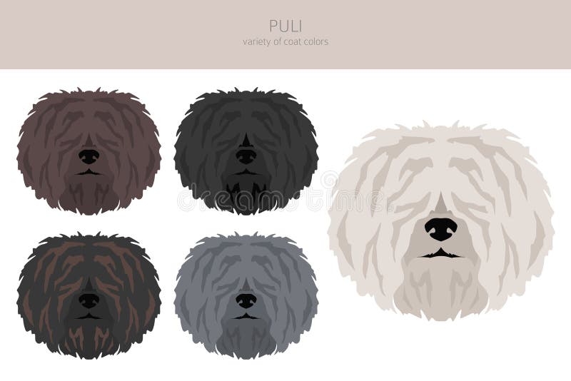 Puli Clipart. Different Poses, Coat Colors Set Stock Vector ...