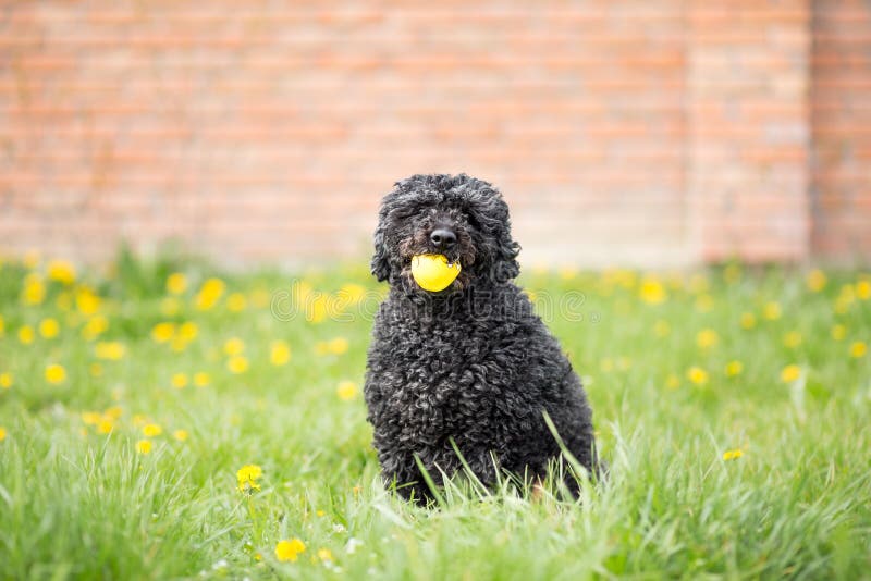 Corded Puli Hungarian Herding Dog Stock Photos - Free & Royalty-Free ...