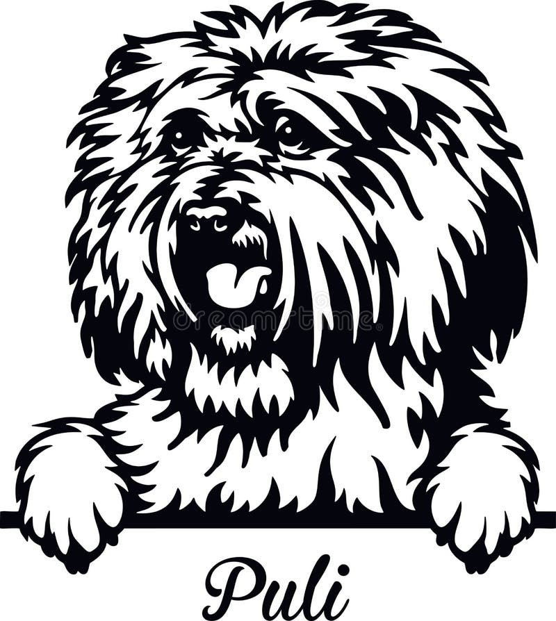 Puli Dog Isolated on White Background Vector Illustration Stock Vector ...