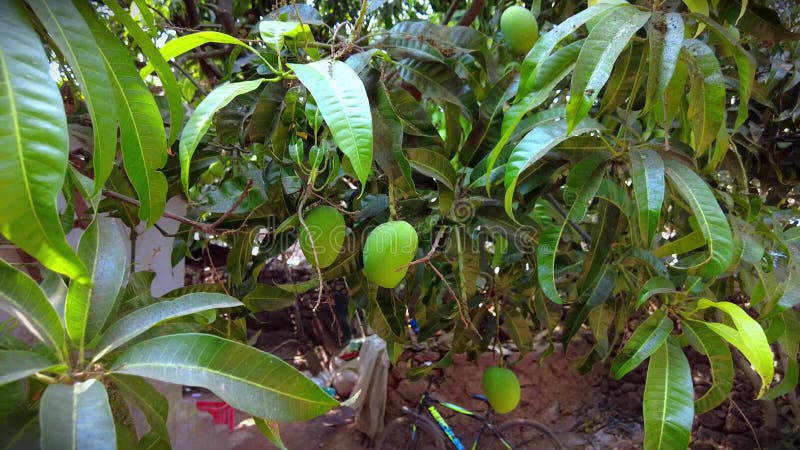 Pull-back Shot of the Alphonso Mangoes Growing on a Trees in the ...