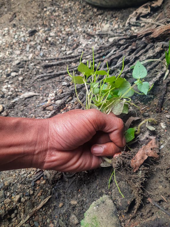 Pull grass in the backyard stock photo. Image of tropical - 302091792