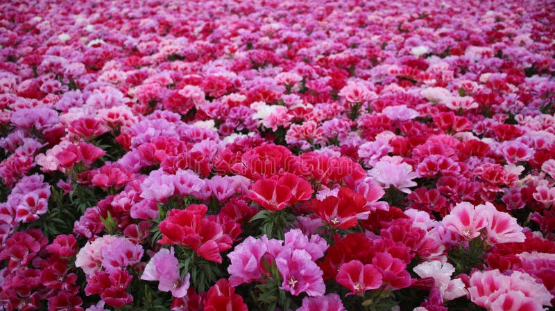 Godetia flower, pulled stock photo. Image of shot, wildflower - 227077112