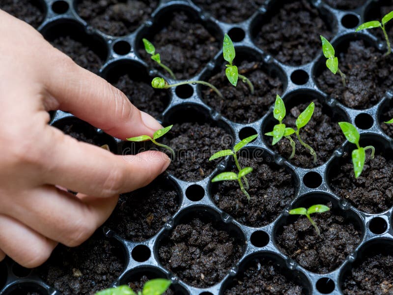 Pull the plants stock image. Image of organic, outdoor - 83549315