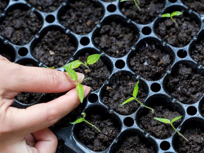 Pull the plants stock image. Image of organic, outdoor - 83549315