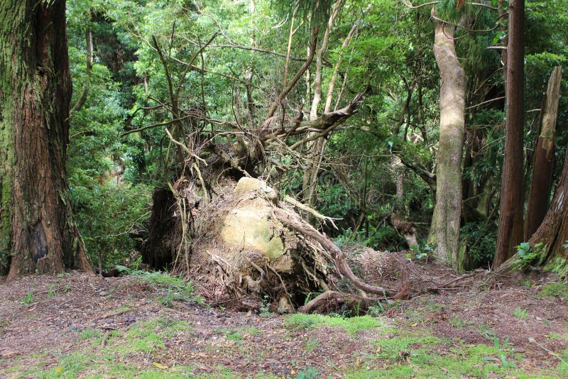 Pulled Out with Roots Tree after the Hurricane in the Park Stock Photo ...