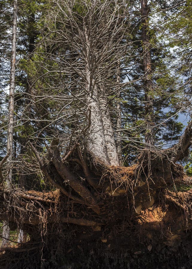 969 Falling Out Tree Stock Photos - Free & Royalty-Free Stock Photos ...