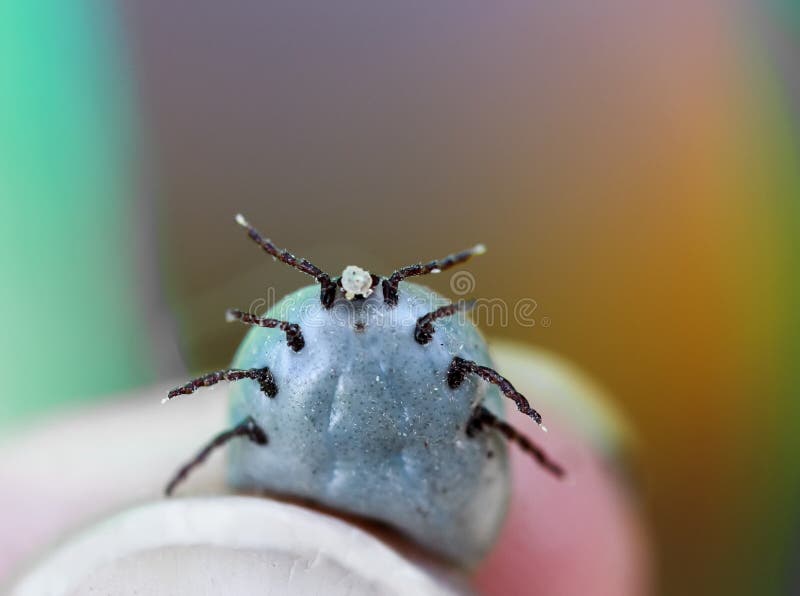 Pulled a Tick Bloated from the Blood Stock Image - Image of hand, blood ...