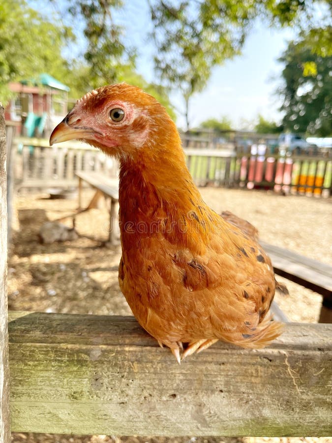 Pullet chick chicken stock image. Image of chicken, pullet - 260152383