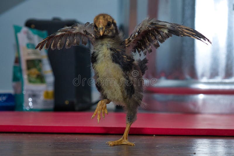 Pullet Chicken Chick Standing on One Foot Stock Photo - Image of ...