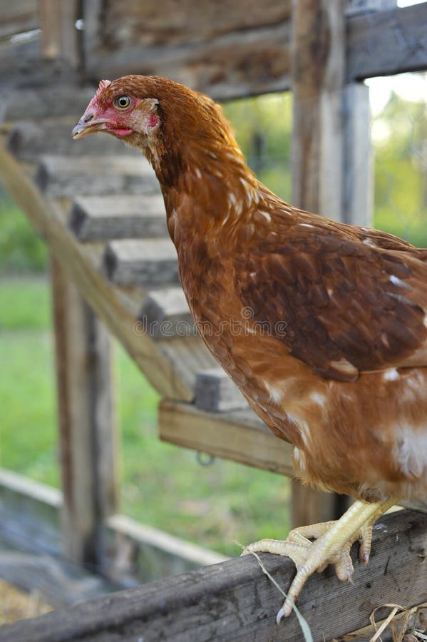 Pullet perching stock image. Image of farming, poultry - 25284729
