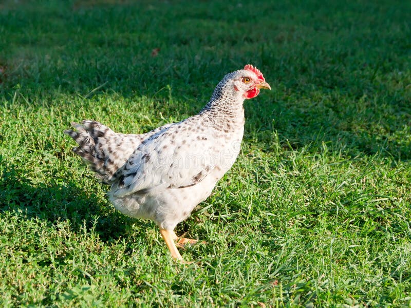 Pullet stock image. Image of meat, farm, grass, rooster - 58773675