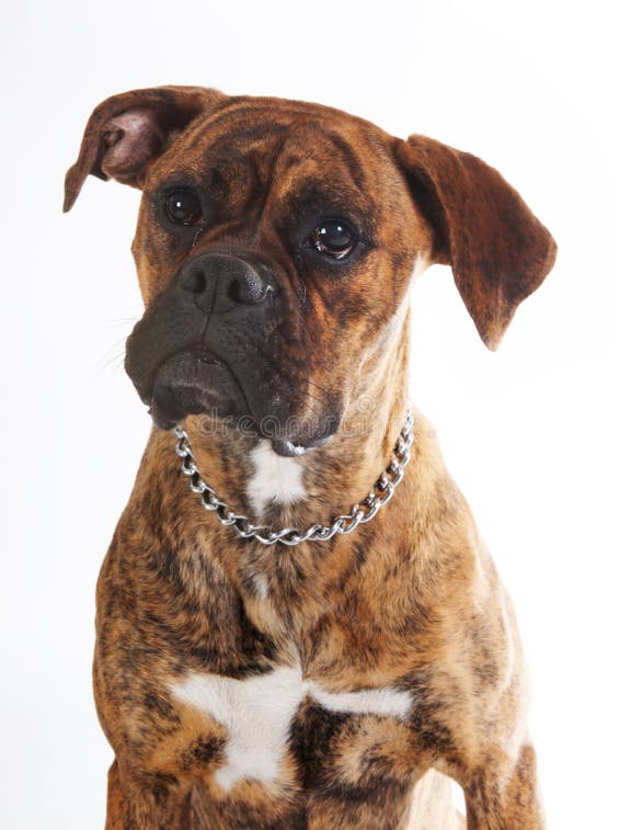 Pulling boxer faces stock photo. Image of frolic, puppy - 2419762