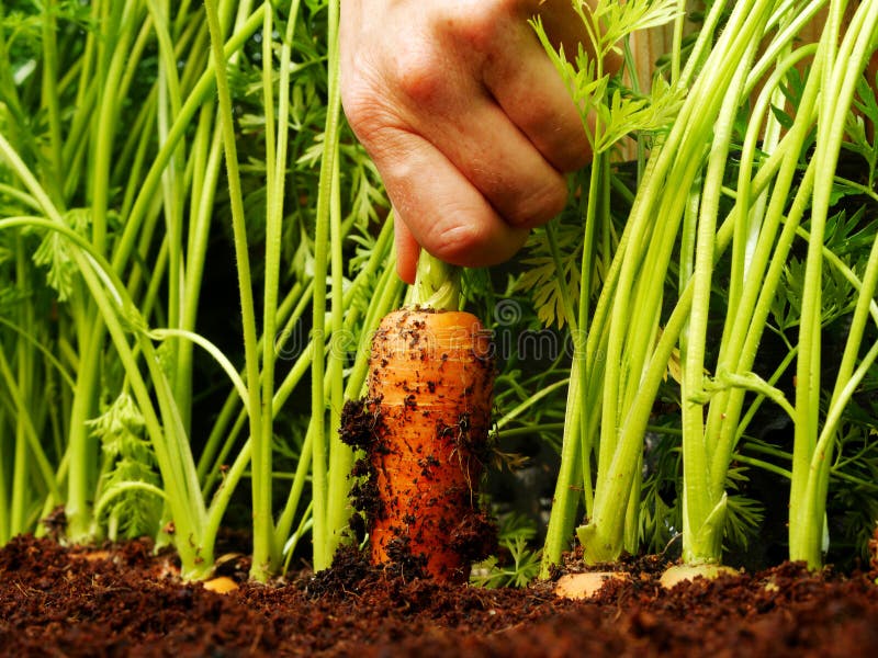 Pulling a carrot out stock image. Image of green, irrigation - 42549173