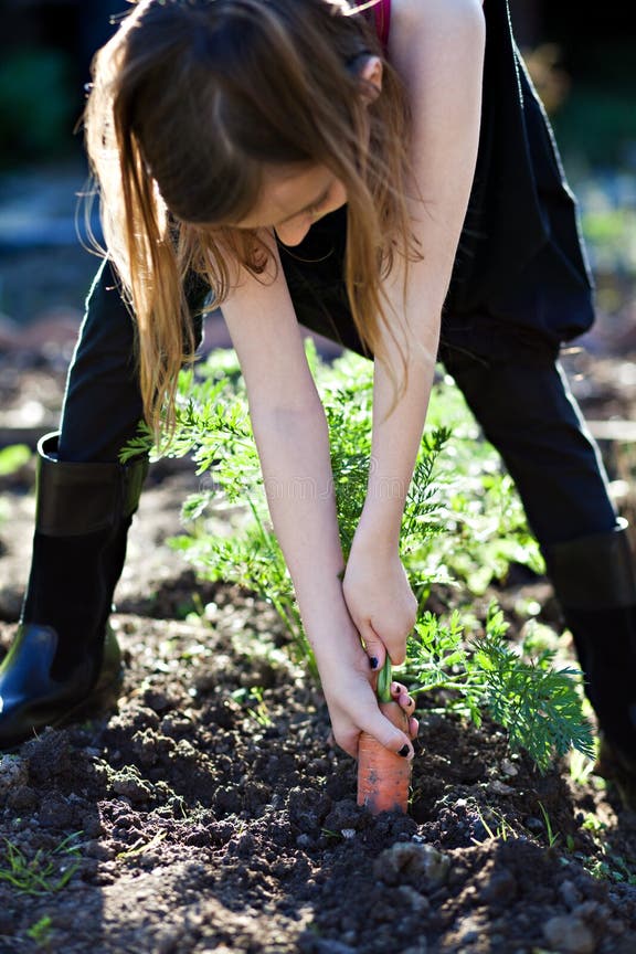 Pulling Carrots stock photo. Image of vegetable, food - 16631058