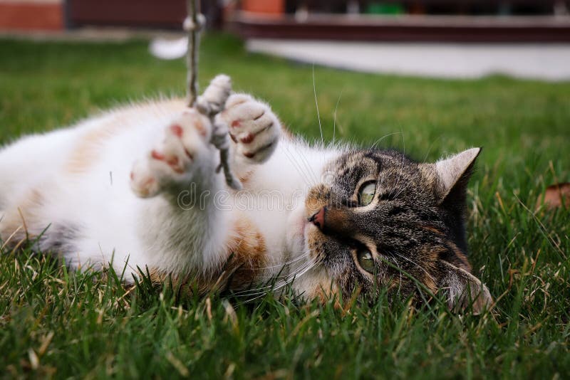 Vet holds a feline stock image. Image of stethoscope - 41318995