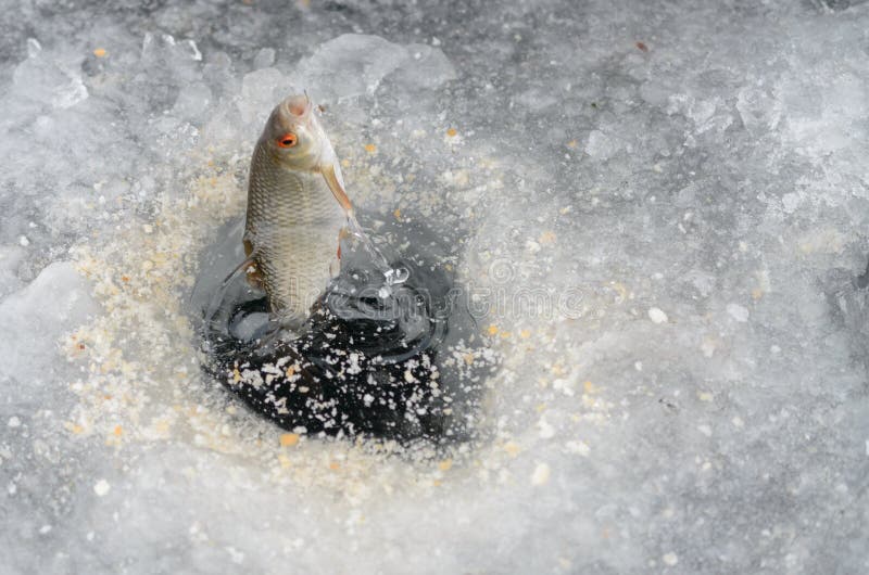 Pulling Caught Fish from a Hole in the Winter Fishing. Stock Photo ...