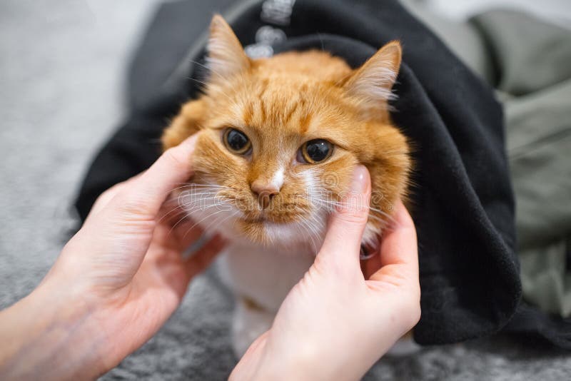 Pulling Cheeks of Red White Cute Cat Stock Photo - Image of cute ...