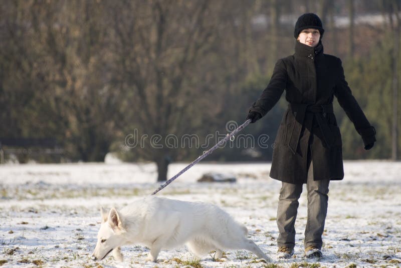 Pulling dog stock photo. Image of portrait, polar, sniff - 18171096