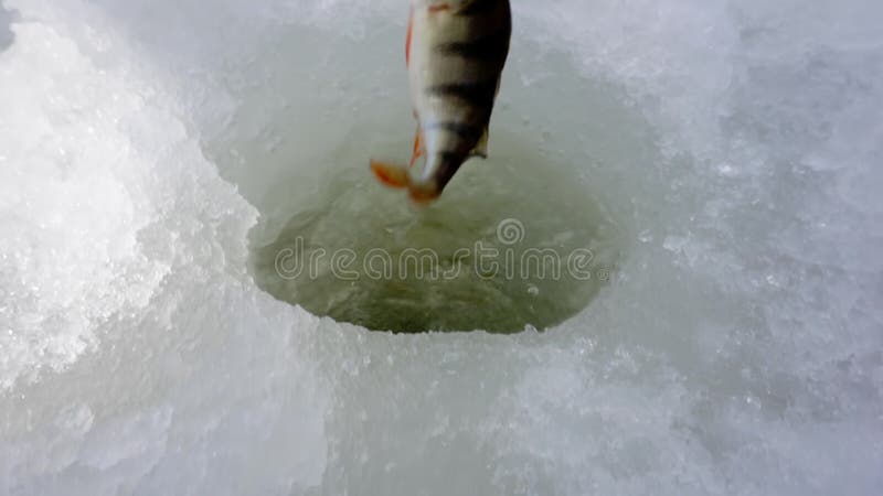 Pulling Fish Out of the Hole. Stock Video - Video of winter, trophy ...