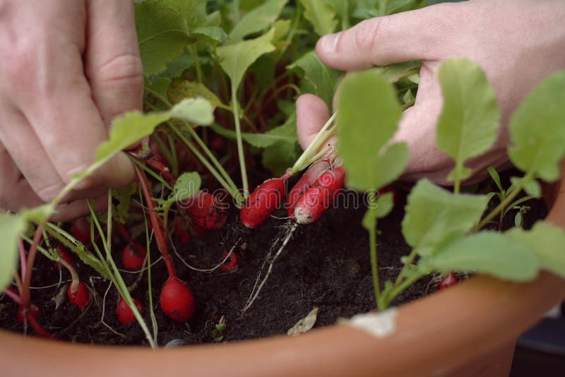 Pulling fresh radishes stock photo. Image of freshness - 93380704