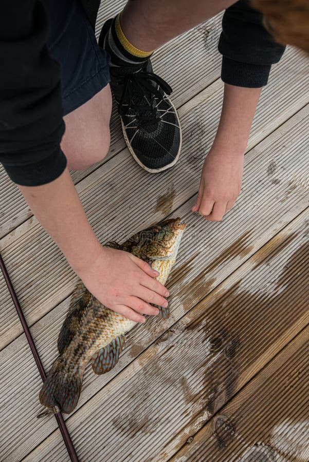 Pulling a Hook Out of the Mouth of a Freshly Caught Fish Stock Photo ...