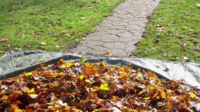 Pulling Large Pile of Leaves in Autumn Stock Video - Video of lawn ...
