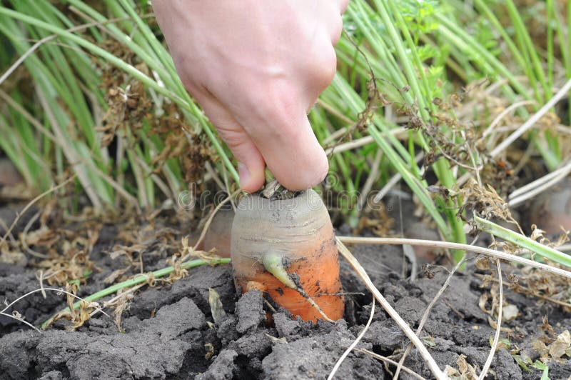 Pulling a Carrot Out of the Ground Stock Image - Image of organic ...