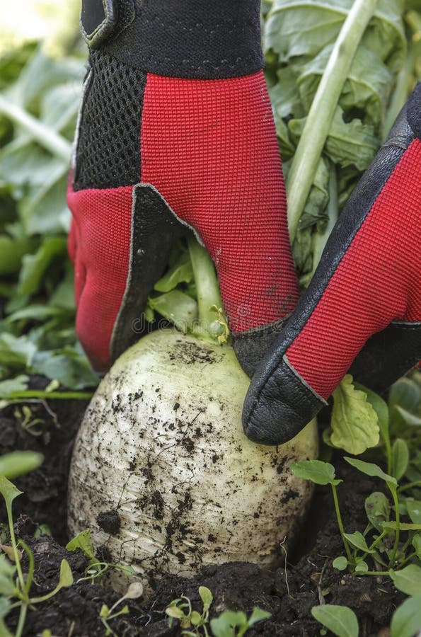Pulling Out the Chinese Radish. Stock Image - Image of green, leaf ...
