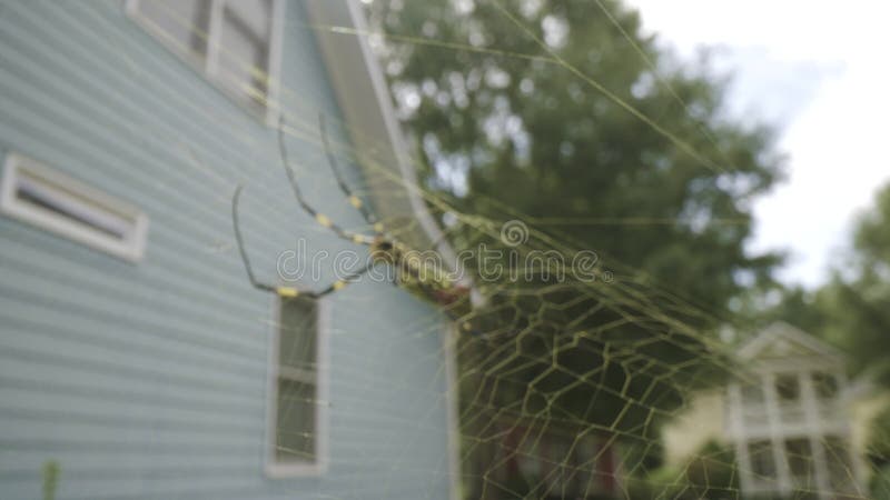 Pulling Out from Large Jaro Spider Hanging in Web Stock Footage - Video ...