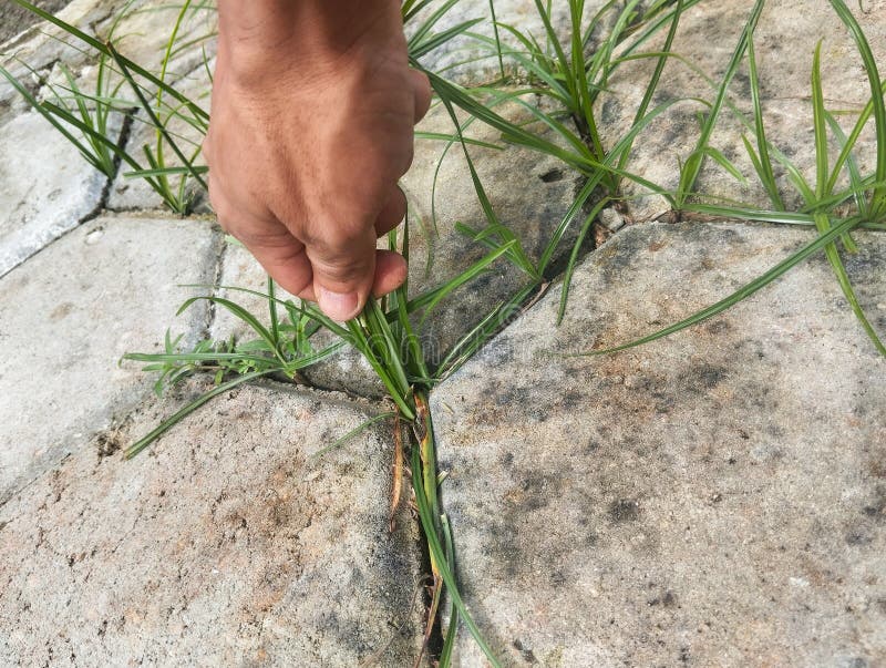 Pulling Out Stubborn Weeds on Paving Blocks Stock Photo - Image of ...