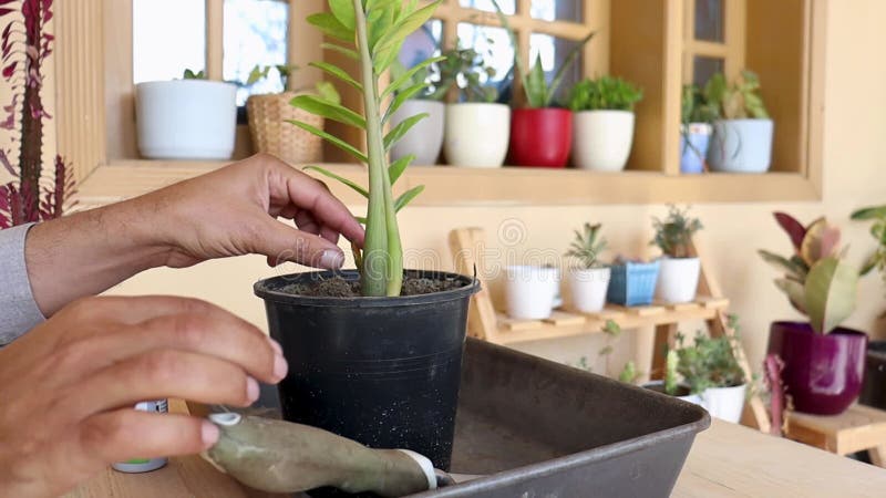 Pulling Out the Zamiculcas Zamiifolia Plant from the Pot Stock Video ...