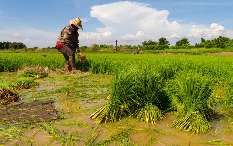 Pulling rice seedlings editorial photo. Image of labor - 41060266