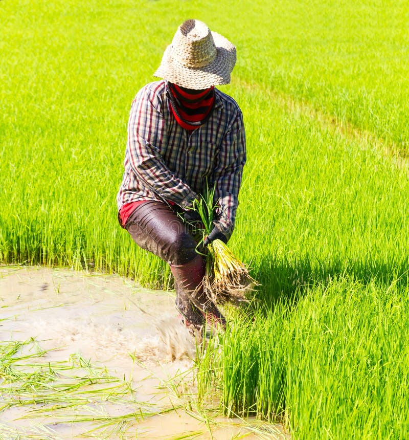 Pulling rice seedlings editorial photo. Image of grow - 41147956
