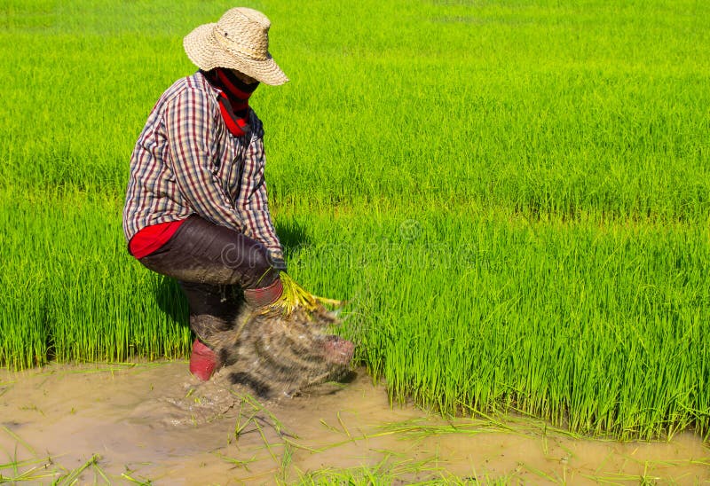 Pulling rice seedlings editorial photo. Image of grass - 41148581