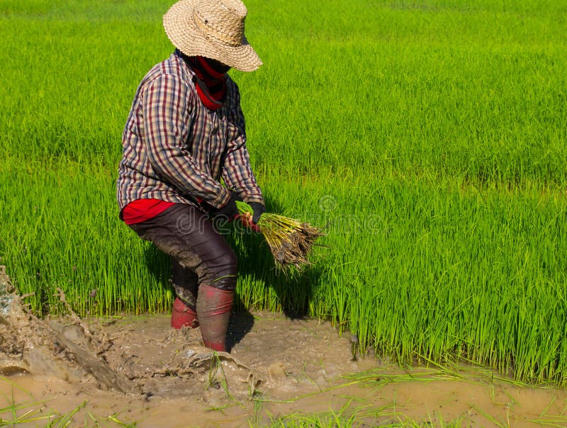 139 Pulling Plant Roots Stock Photos - Free & Royalty-Free Stock Photos ...