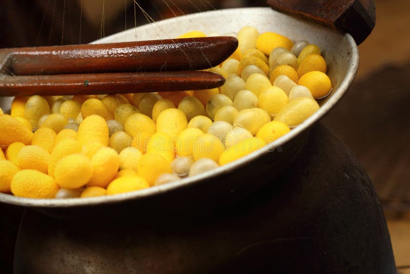 Pulling Silks from the Cocoon by Boiling. Stock Photo - Image of alive ...