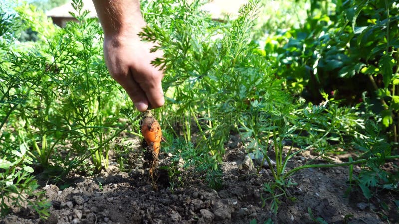 Pulling Carrot Out of the Ground Stock Video - Video of ground, disrupt ...