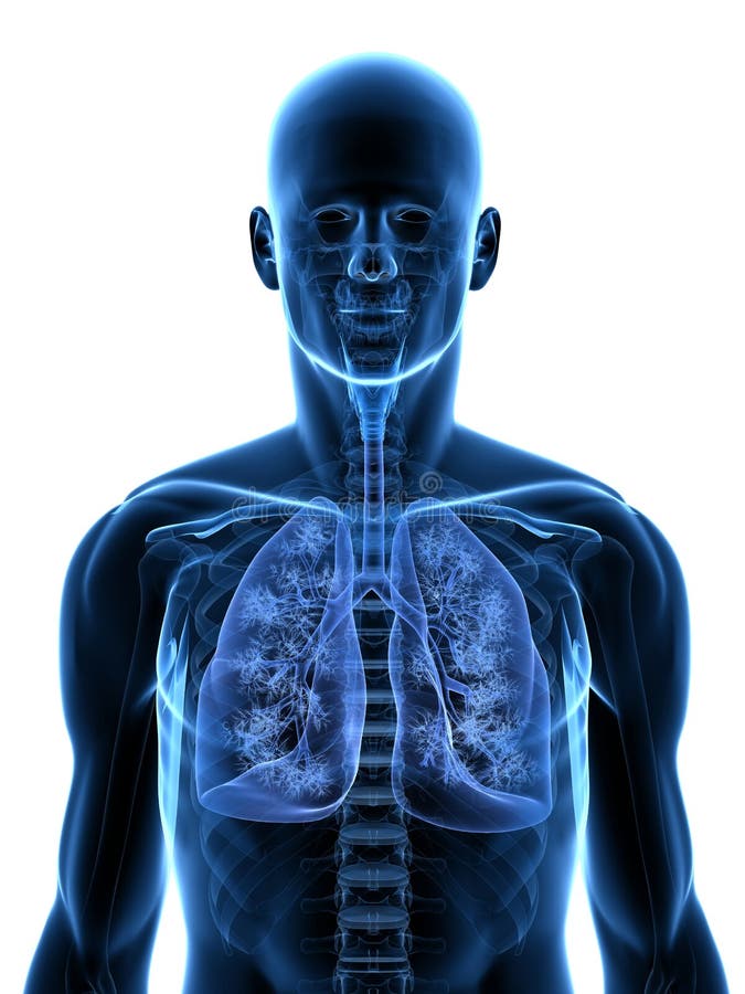 Pulmão humano ilustração stock. Ilustração de medicina - 14526260