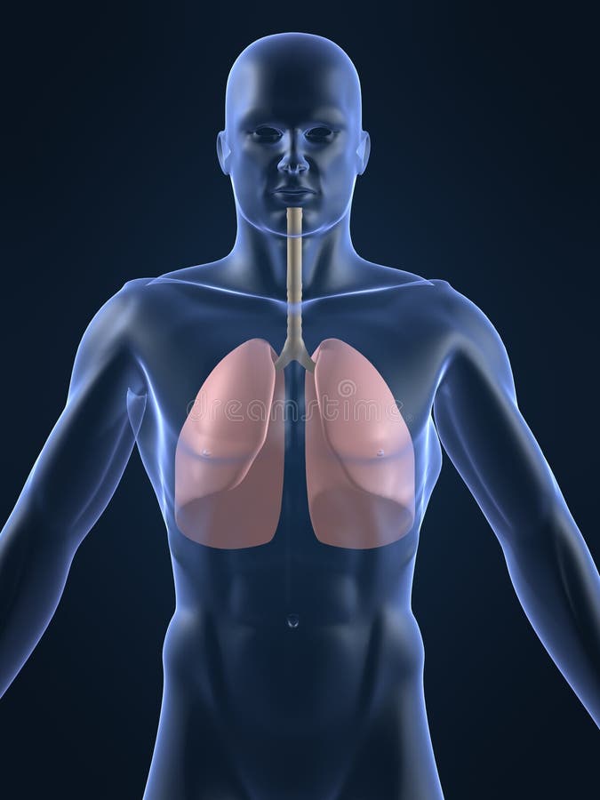 Pulmão humano ilustração stock. Ilustração de intestines - 1605759