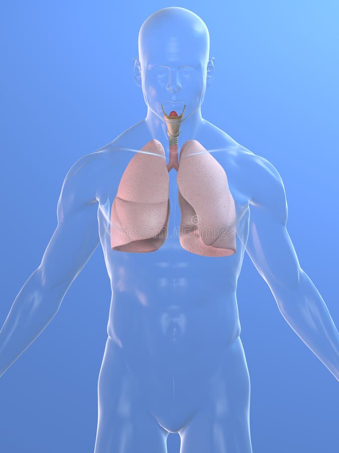 Pulmão humano ilustração stock. Ilustração de humano, pulmão - 1605759