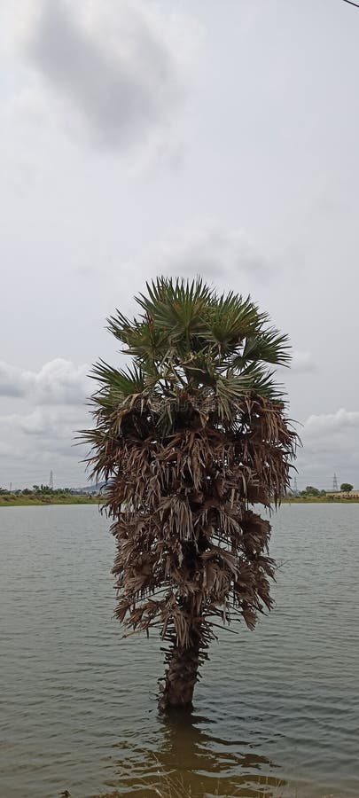 Pulm Tree Inside Water Tree2 Stock Image - Image of beach, shore: 245470553