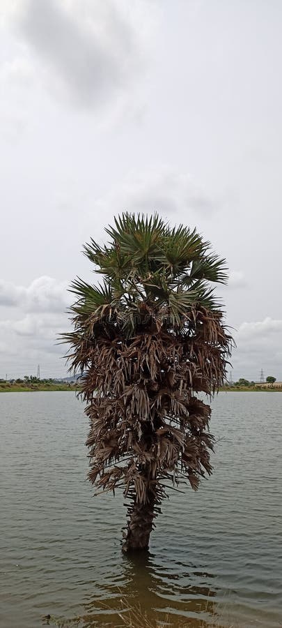 Pulm Tree Inside Water Tree Stock Image - Image of nature, grass: 245470873