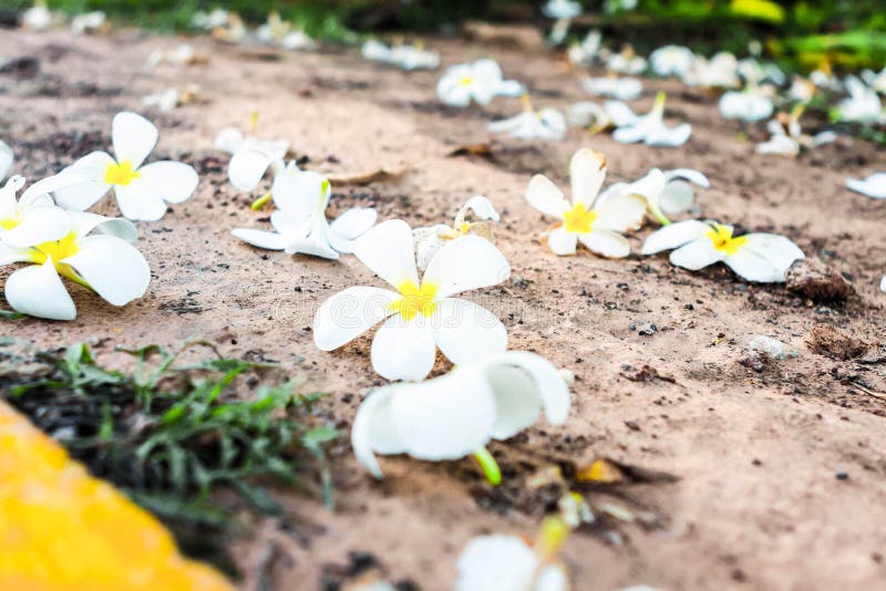 Pulmaria on the floor stock image. Image of ground, pulmaria - 74064407